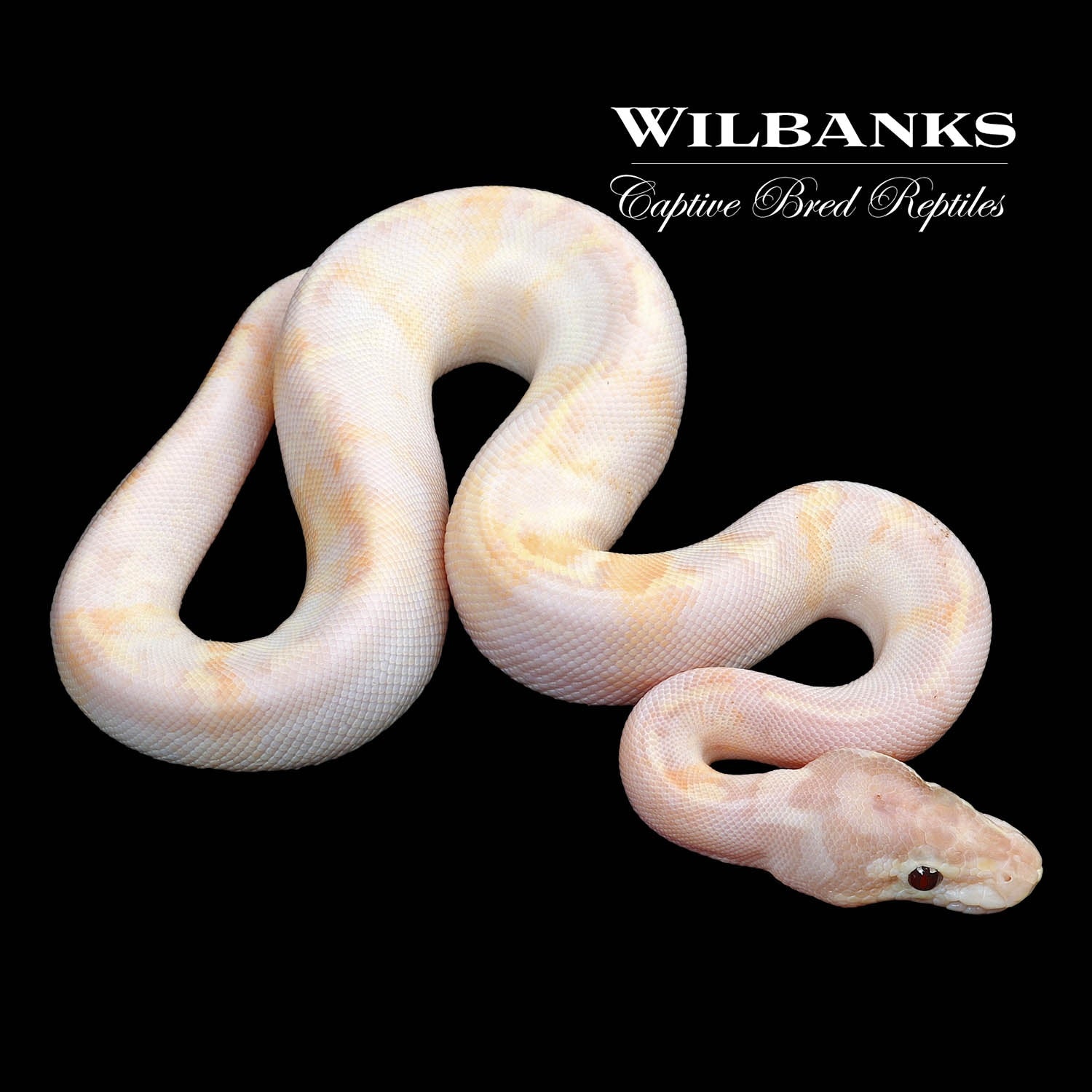 Banana Fire Freeway Paradox Ball Python by Wilbanks Captive Bred ...