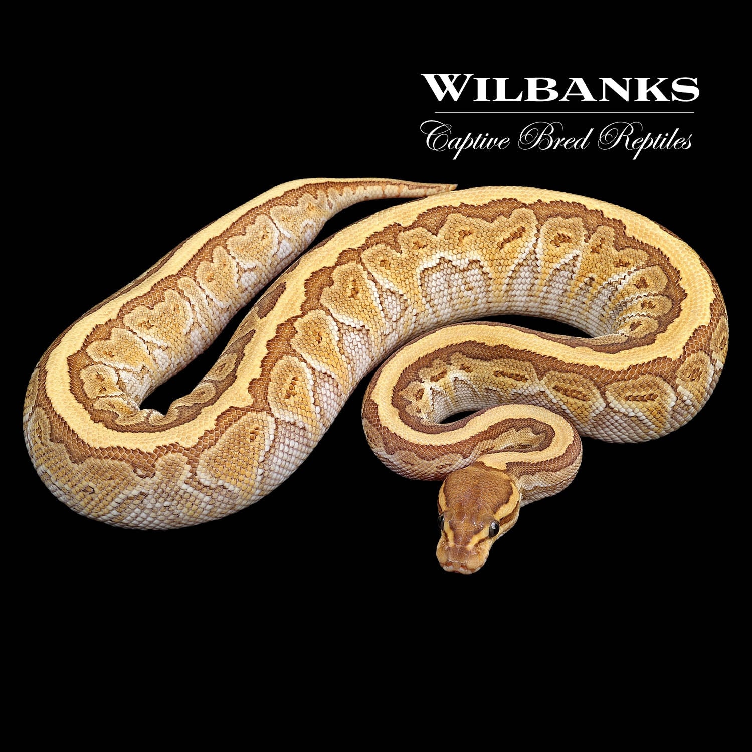 KingPin Yellow Belly 100% Het. Orange Crush Ball Python by Wilbanks ...