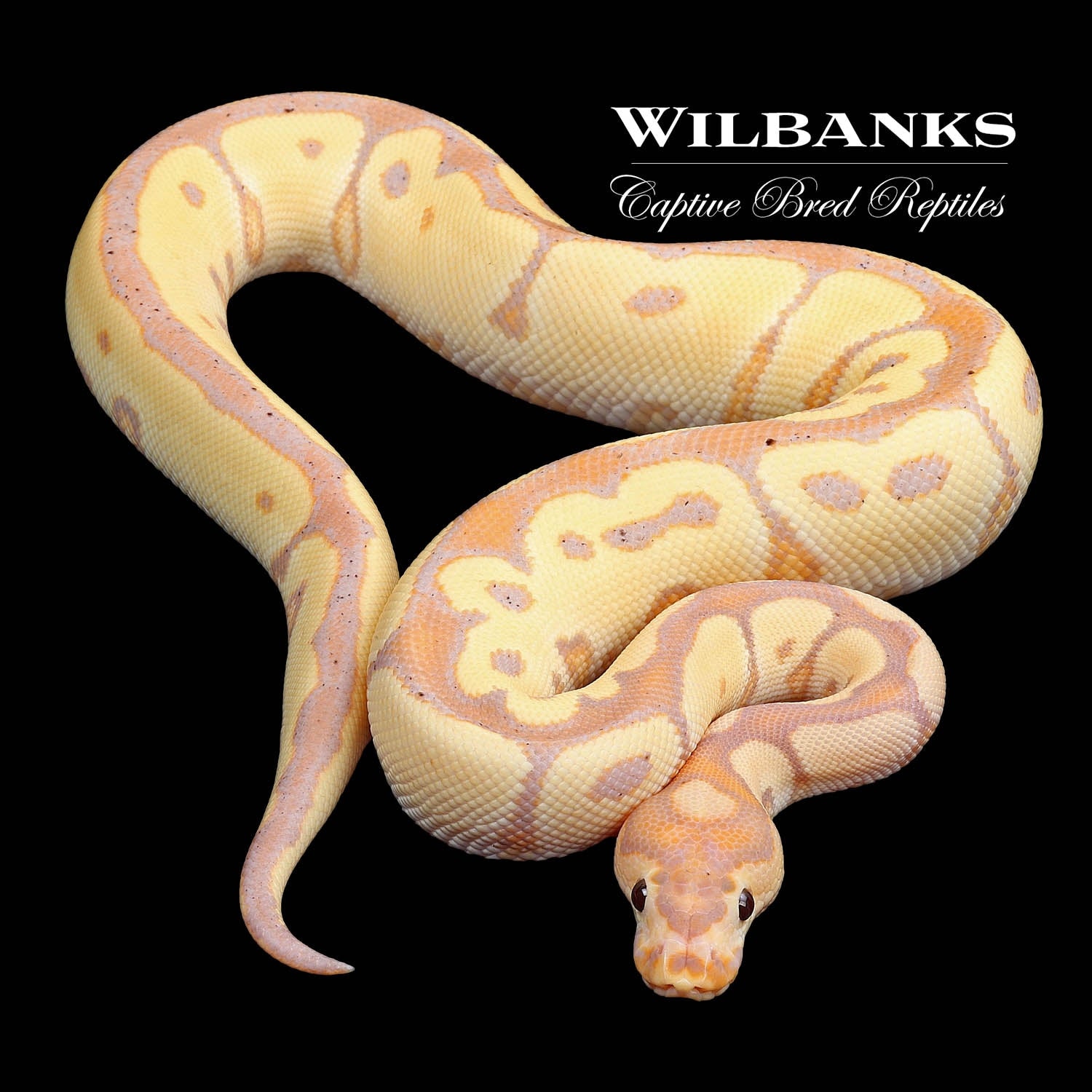 Banana Clown Ball Python by Wilbanks Captive Bred Reptiles - MorphMarket