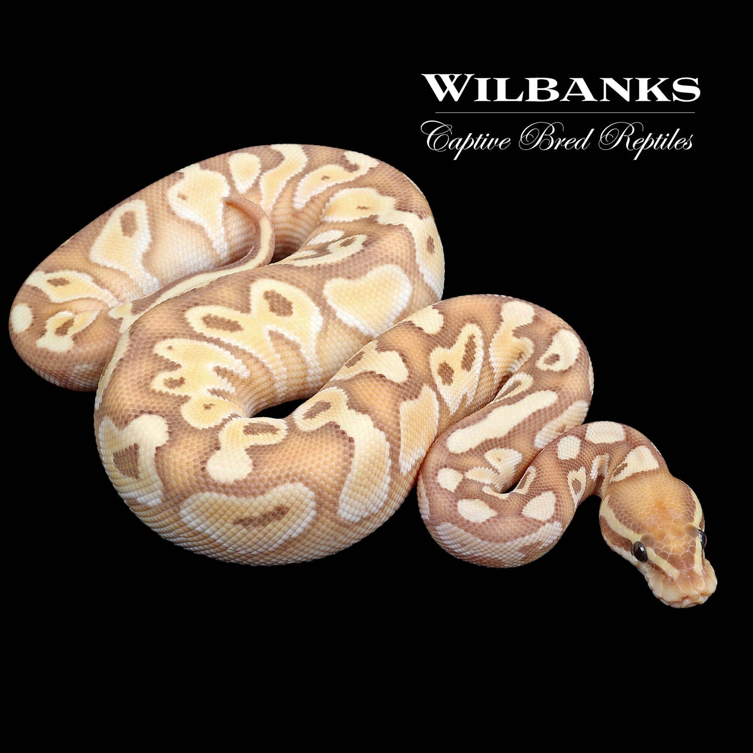 Banana Butter Ball Python by Wilbanks Captive Bred Reptiles - MorphMarket