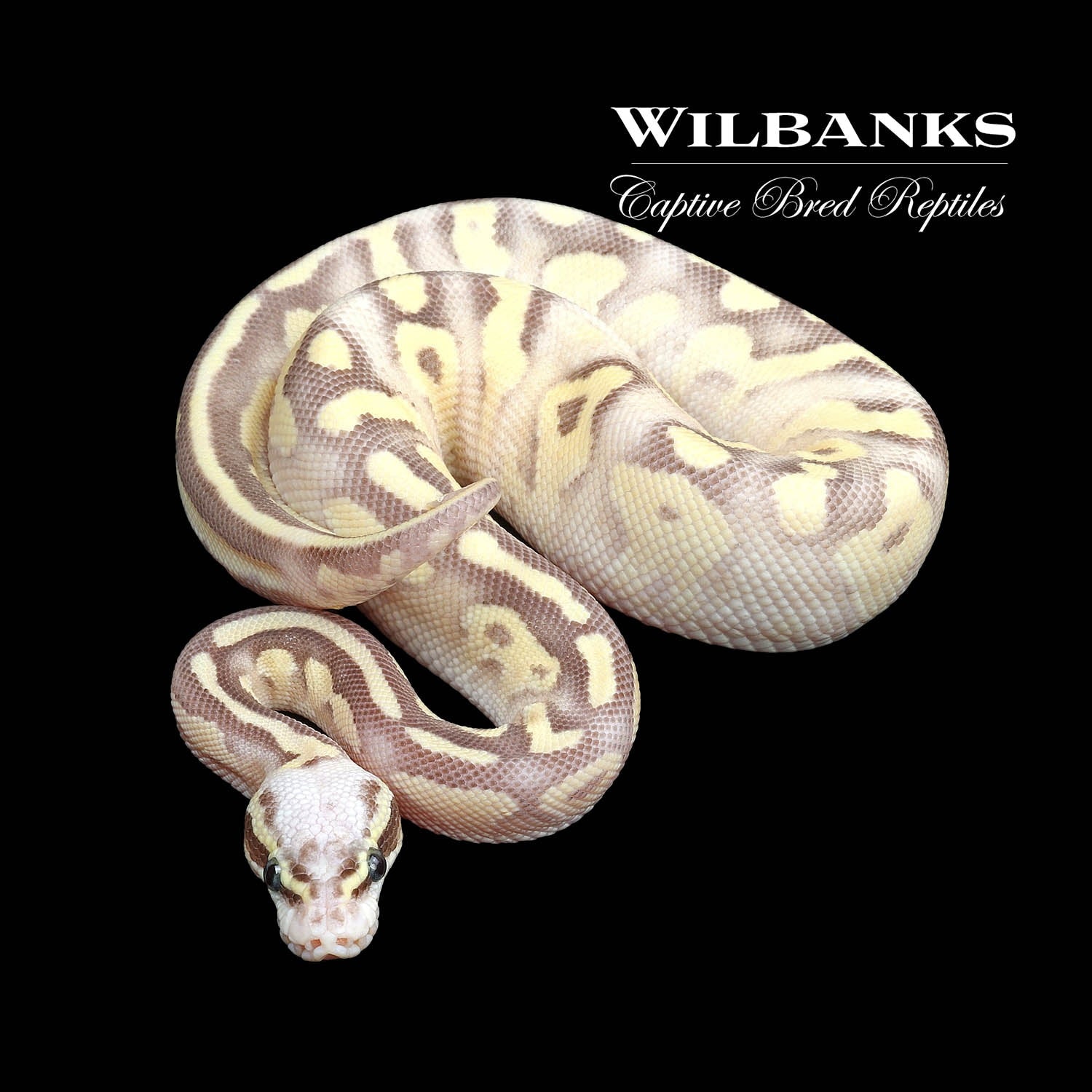 Super Butterfly Ball Python by Wilbanks Captive Bred Reptiles - MorphMarket