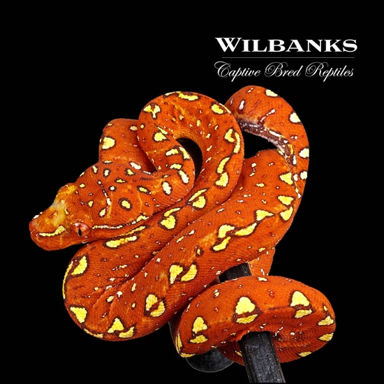 Biak Green Tree Python by Wilbanks Captive Bred Reptiles