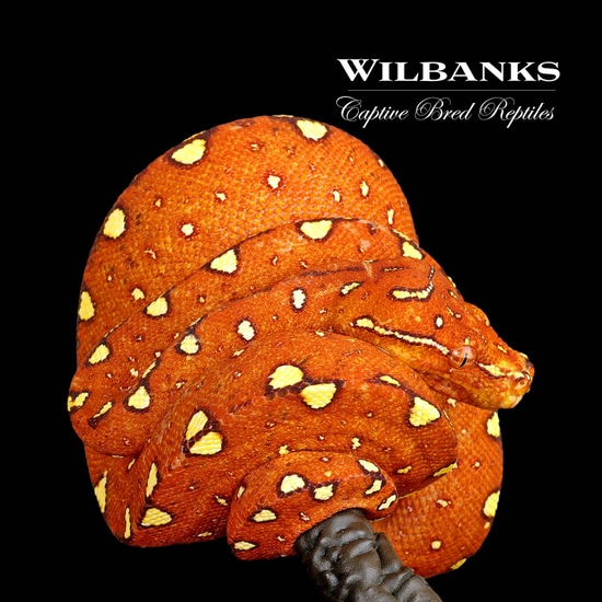 Biak Green Tree Python by Wilbanks Captive Bred Reptiles