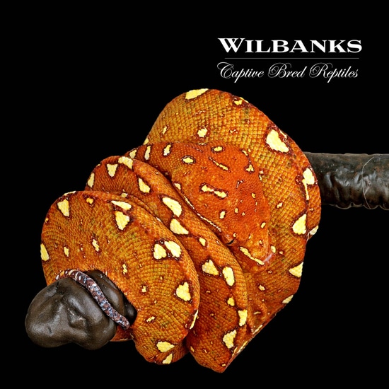 Biak Green Tree Python by Wilbanks Captive Bred Reptiles