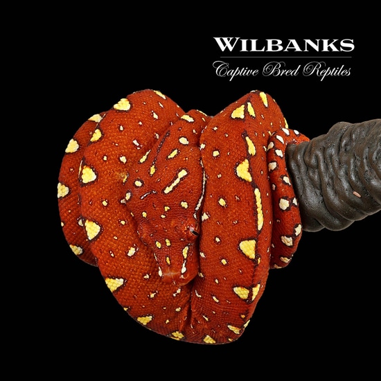 Biak Green Tree Python by Wilbanks Captive Bred Reptiles