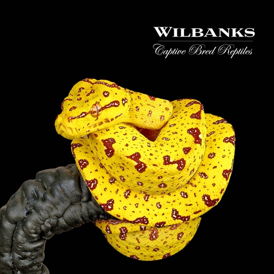 Biak Green Tree Python by Wilbanks Captive Bred Reptiles