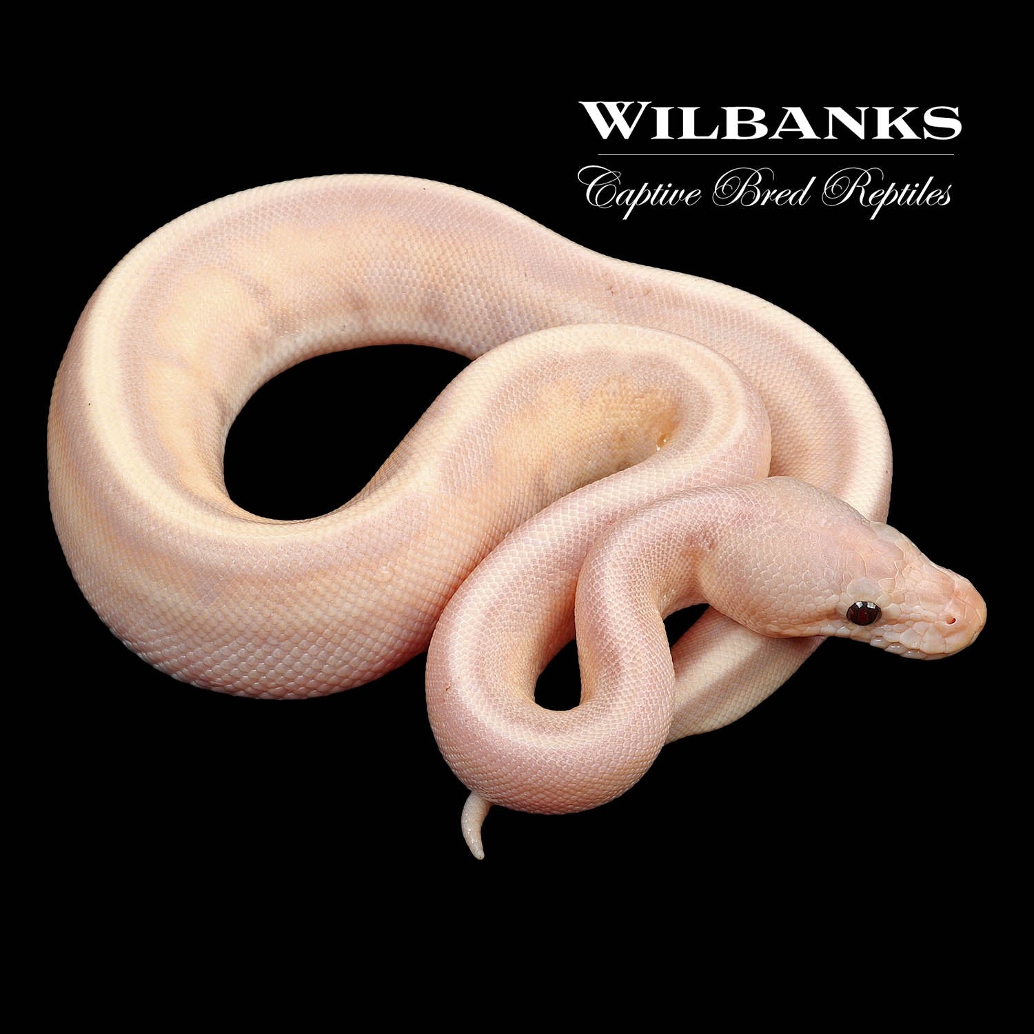 Super Banana Genetic Stripe Ball Python by Wilbanks Captive Bred ...