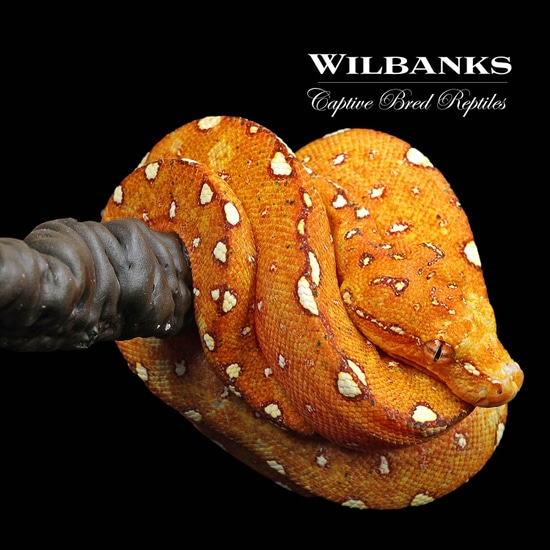 Biak Green Tree Python by Wilbanks Captive Bred Reptiles