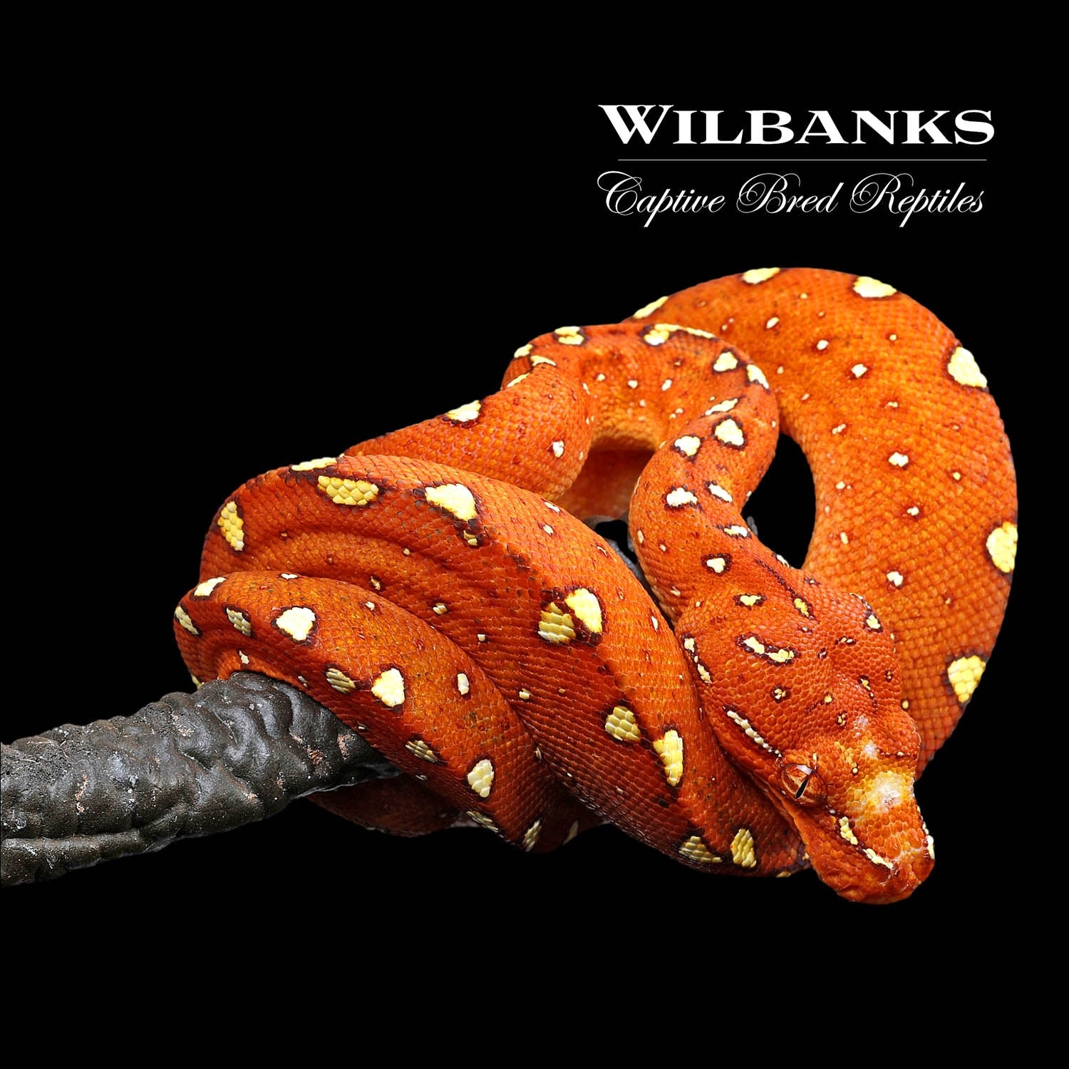 Biak Green Tree Python by Wilbanks Captive Bred Reptiles - MorphMarket
