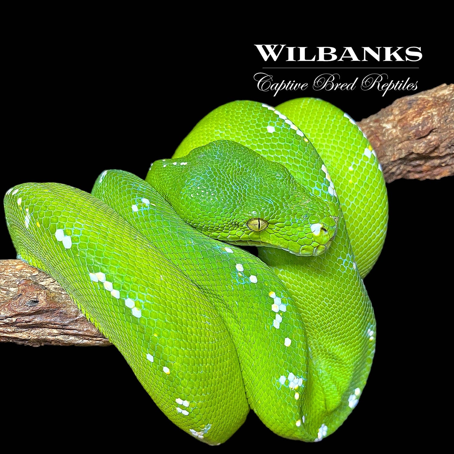 Aru Green Tree Python by Wilbanks Captive Bred Reptiles - MorphMarket