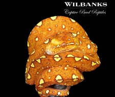 USCBB Cyclops Mountain Green Tree Python by Wilbanks Captive Bred ...