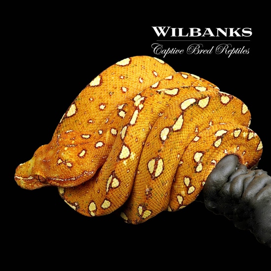 Biak Green Tree Python by Wilbanks Captive Bred Reptiles