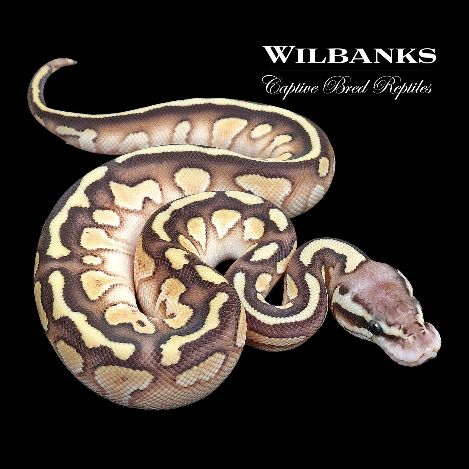 Pastel Butter Yellow Belly Ball Python by Wilbanks Captive Bred ...