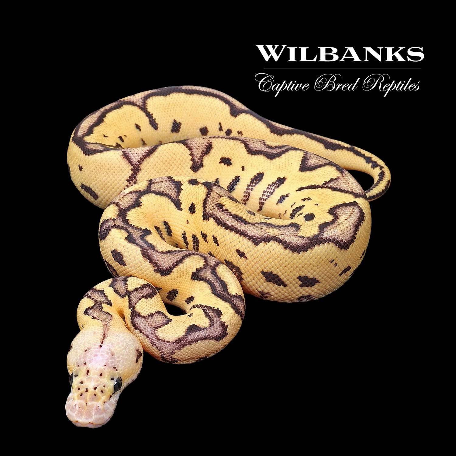 Firefly Clown Ball Python by Wilbanks Captive Bred Reptiles - MorphMarket