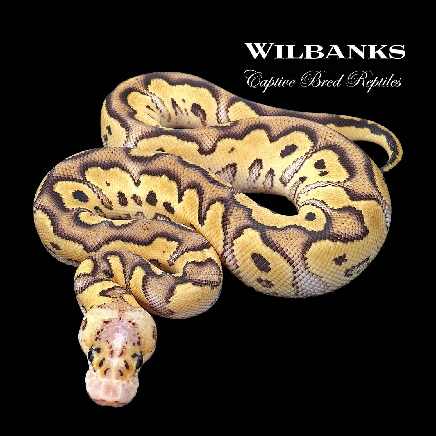 Pastave Clown Ball Python by Wilbanks Captive Bred Reptiles - MorphMarket