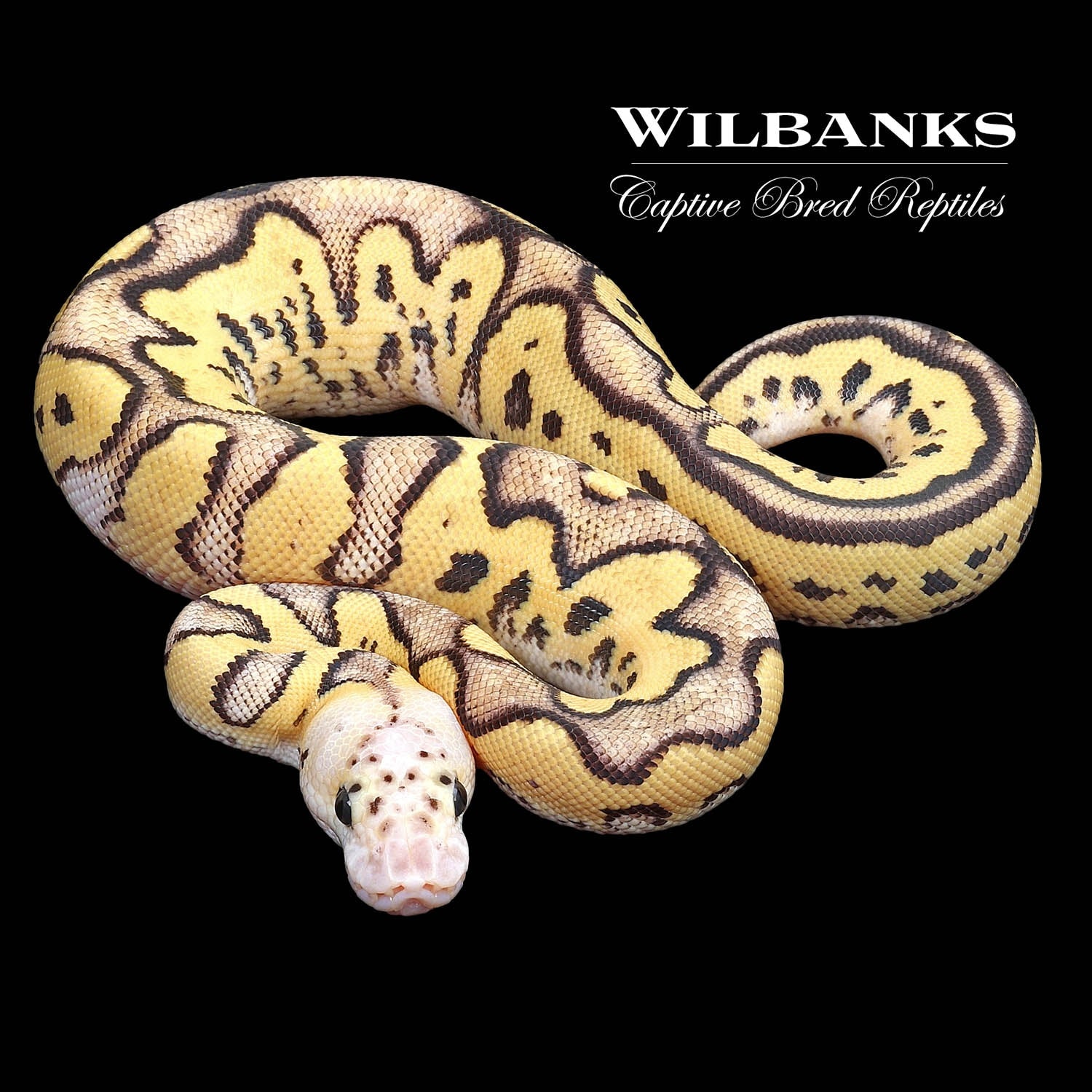 FireFly Clown Ball Python by Wilbanks Captive Bred Reptiles - MorphMarket