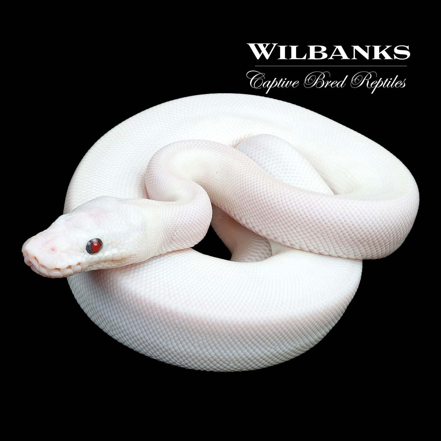Blue Eyed Lucy (Butter Mocha) Ball Python by Wilbanks Captive Bred ...