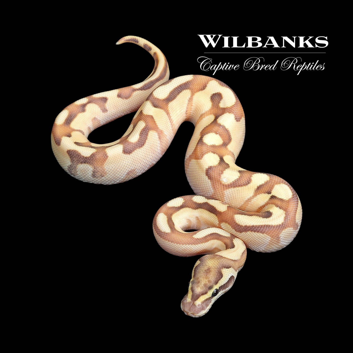 Nuclear Enchi Ball Python by Wilbanks Captive Bred Reptiles - MorphMarket