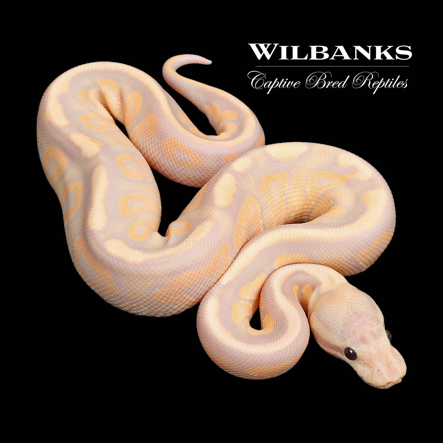 Banana Cinnamon Fire 100% Het. Clown Ball Python by Wilbanks Captive ...