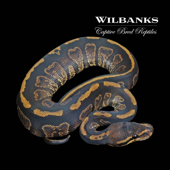 Chocolate Sable Ball Python by Wilbanks Captive Bred Reptiles