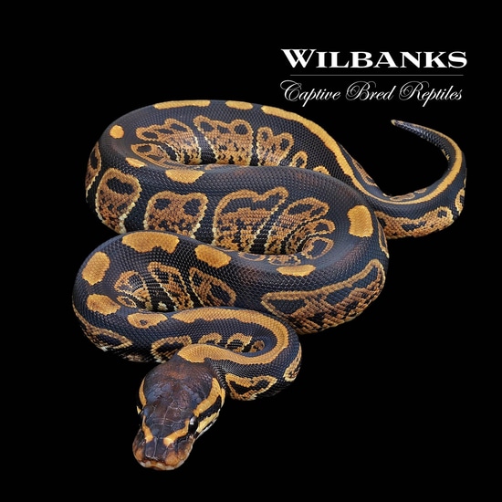Sable Ball Python by Wilbanks Captive Bred Reptiles
