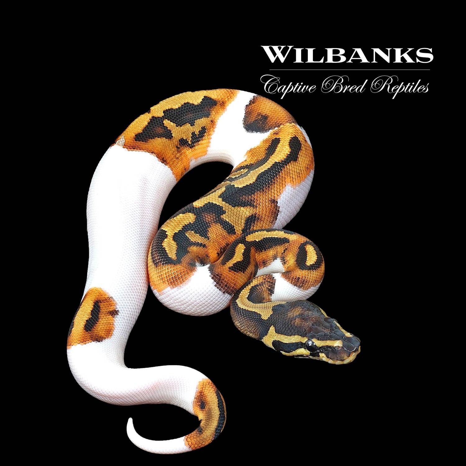 Pied Ball Python by Wilbanks Captive Bred Reptiles - MorphMarket
