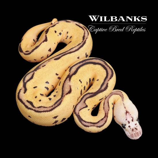 FireFly Leopard Clown Ball Python by Wilbanks Captive Bred Reptiles