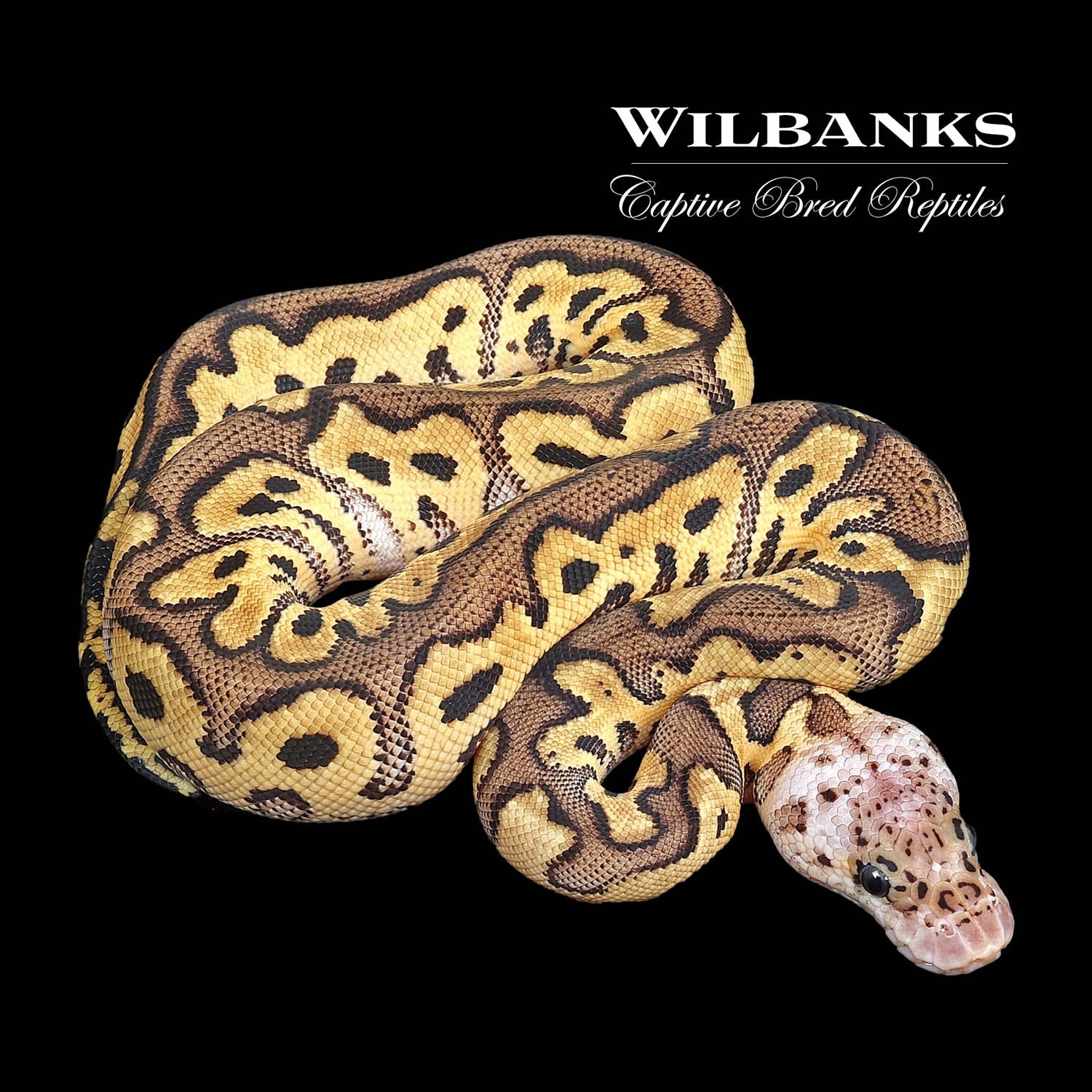 Pastel Clown Ball Python by Wilbanks Captive Bred Reptiles - MorphMarket