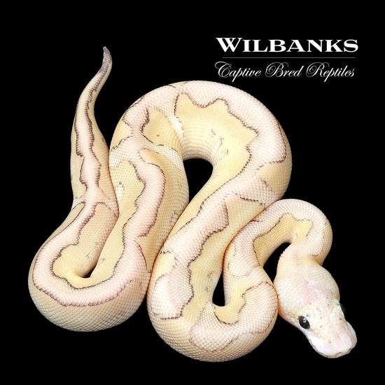 ButterFly Clown Ball Python by Wilbanks Captive Bred Reptiles