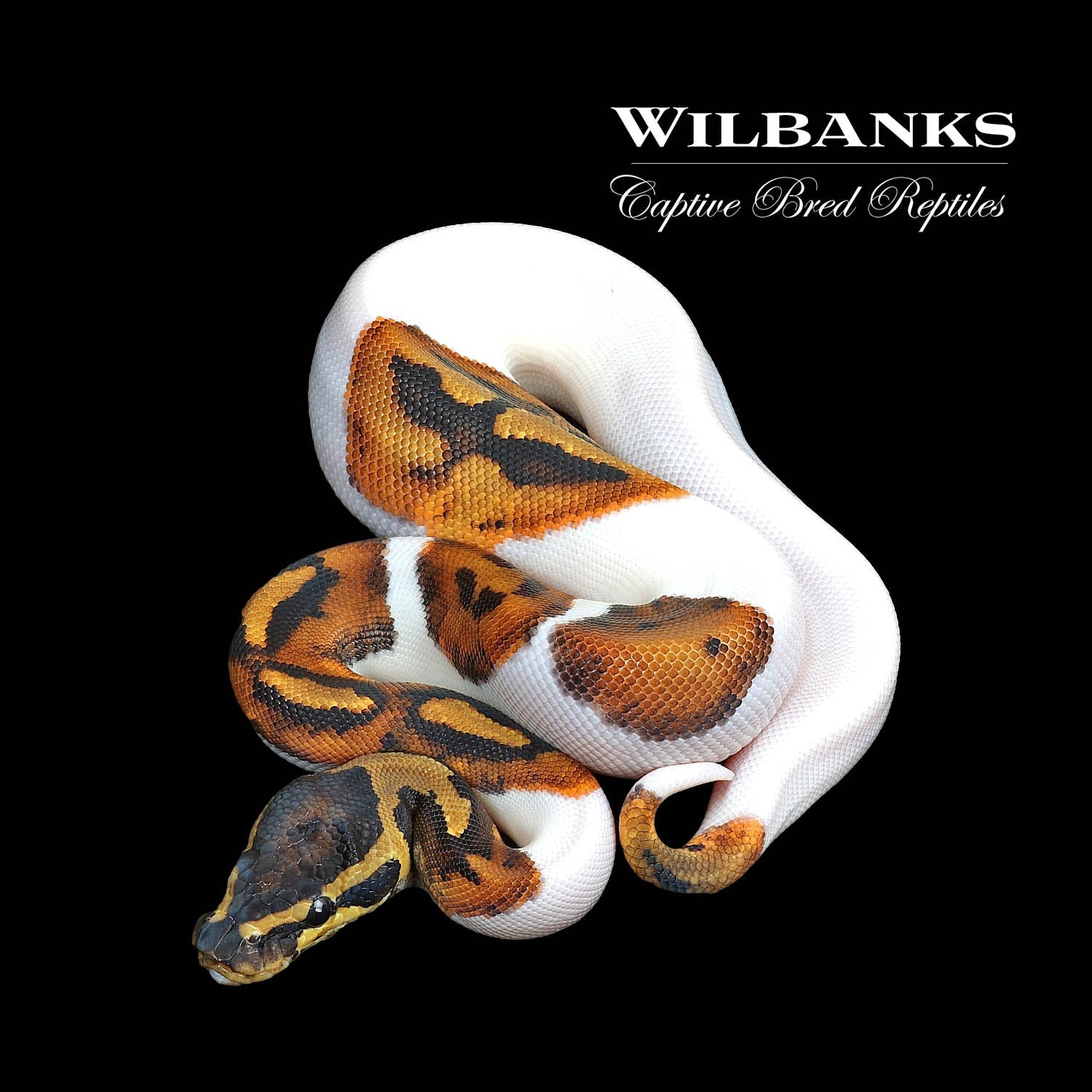 Pied Ball Python by Wilbanks Captive Bred Reptiles - MorphMarket