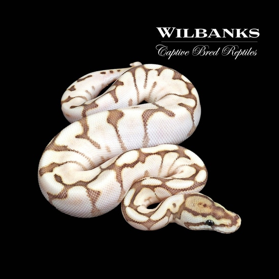Nuclear Spider Ball Python by Wilbanks Captive Bred Reptiles