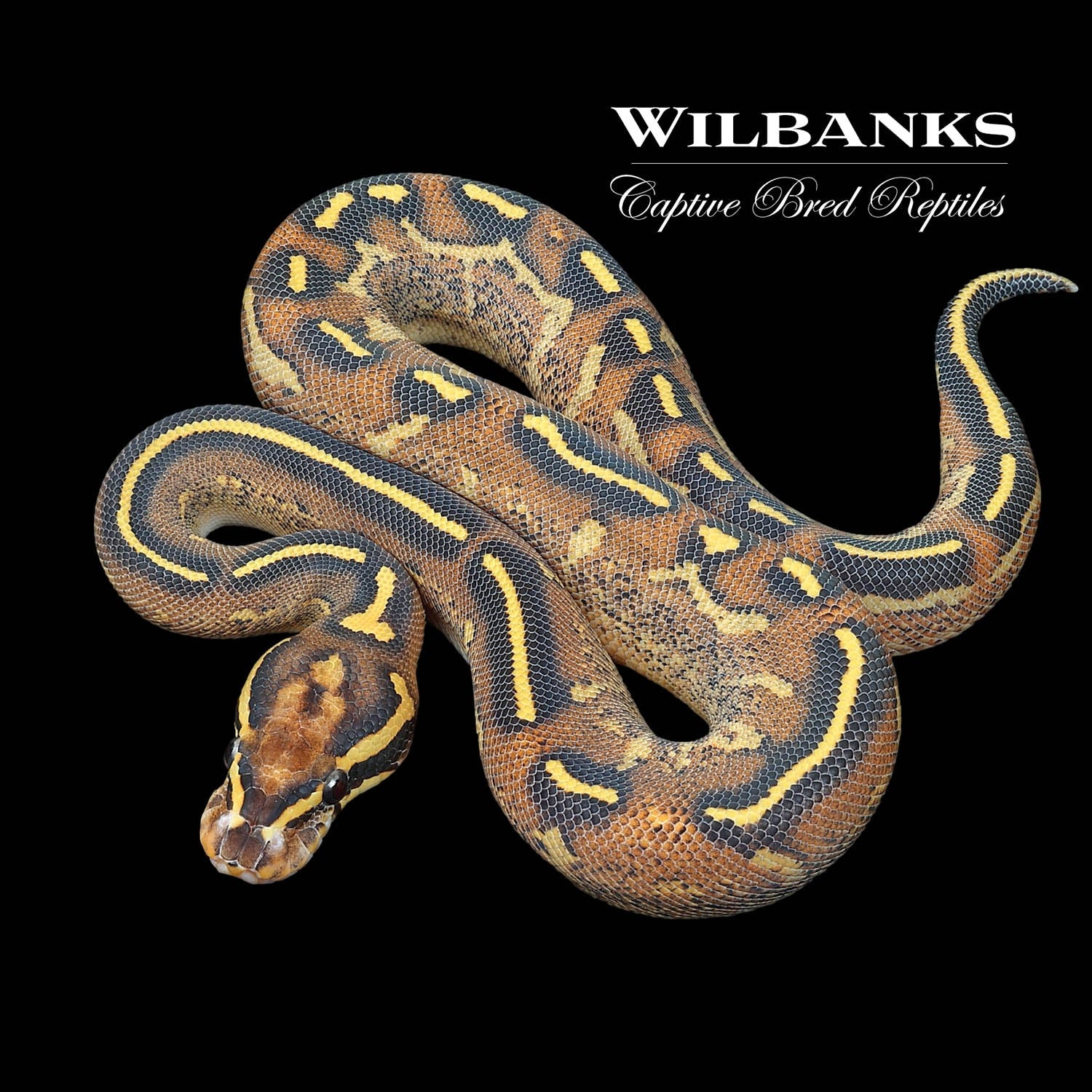 Freeway Ball Python by Wilbanks Captive Bred Reptiles - MorphMarket