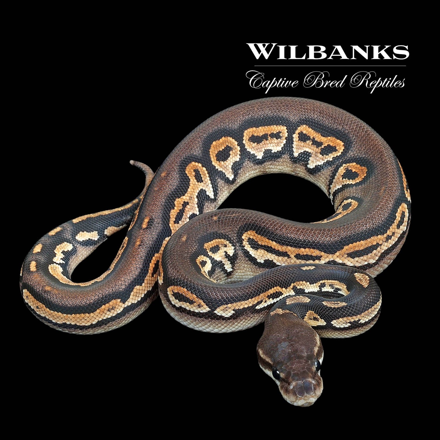 Blackhead Cinnamon 100% Het. Lavender Albino Ball Python by Wilbanks ...