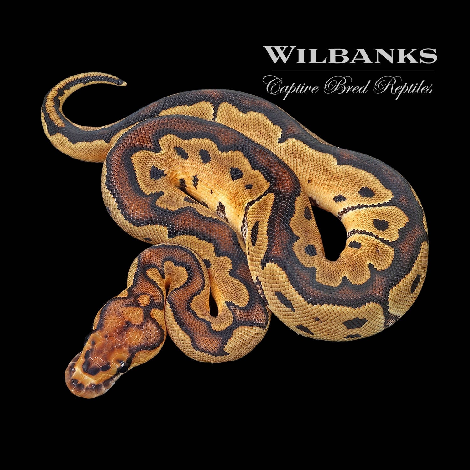 Clown Ball Python by Wilbanks Captive Bred Reptiles - MorphMarket