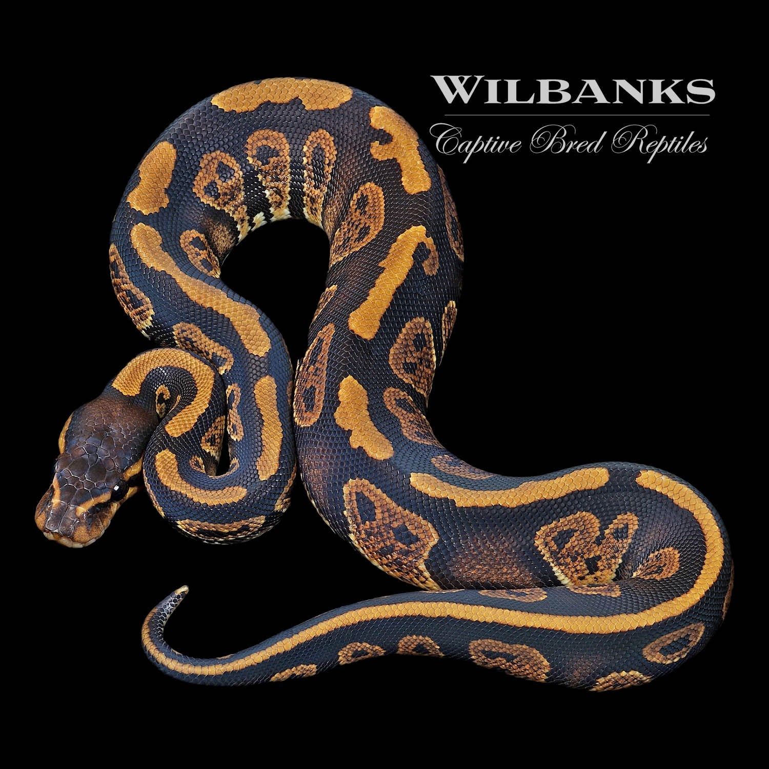 Sable Sugar Ball Python by Wilbanks Captive Bred Reptiles - MorphMarket