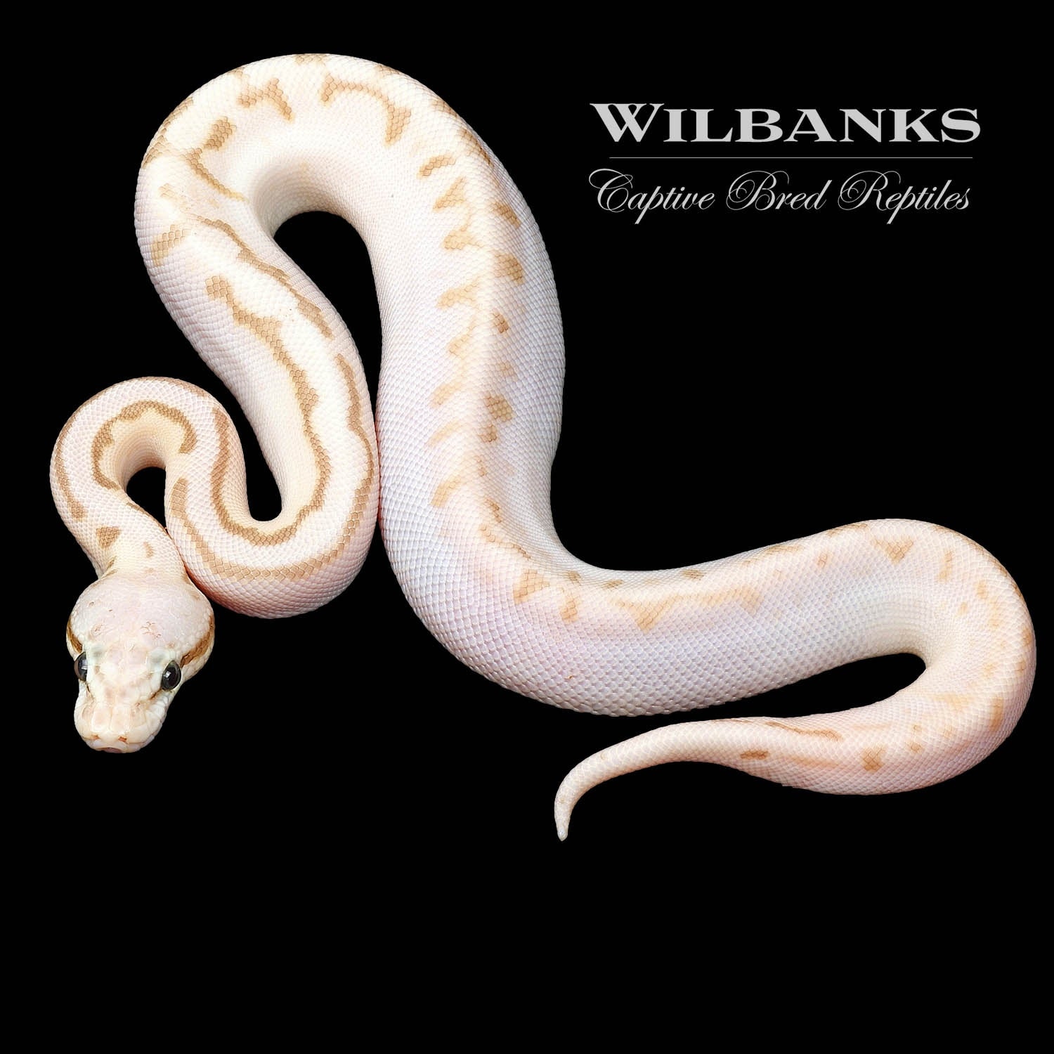 Queen Spin Sugar Ball Python by Wilbanks Captive Bred Reptiles ...