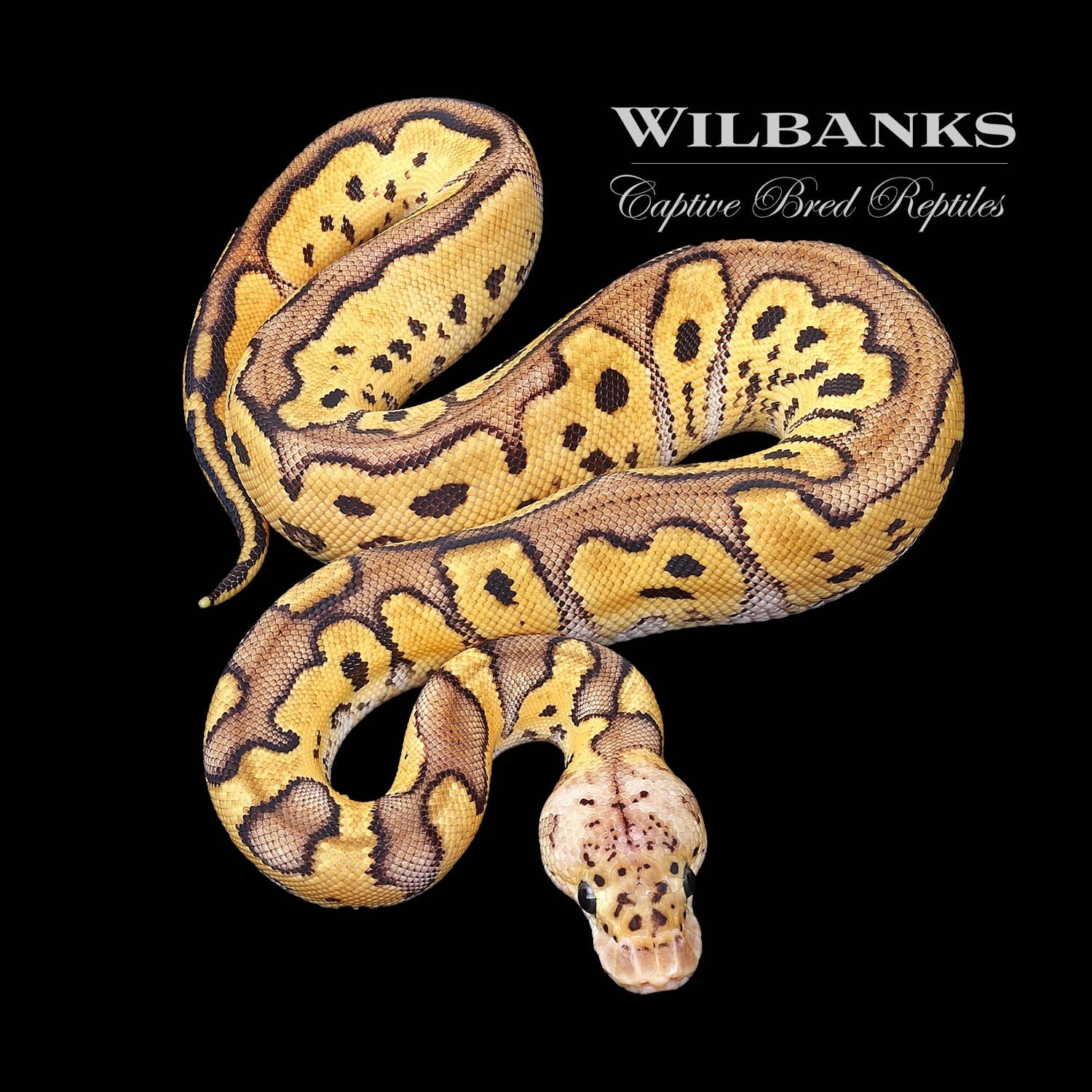 Pastel Clown Ball Python by Wilbanks Captive Bred Reptiles - MorphMarket