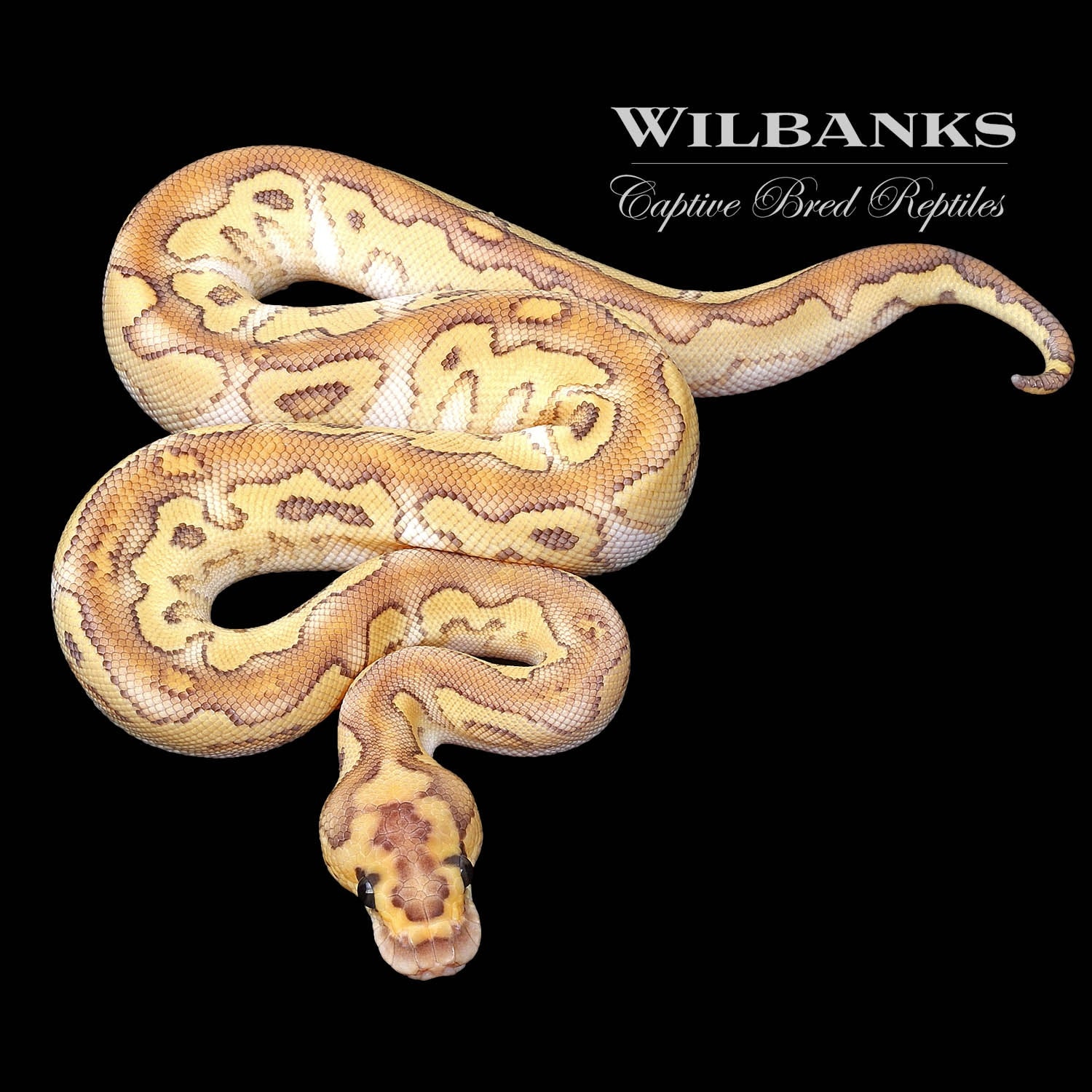 Butter Clown Ball Python by Wilbanks Captive Bred Reptiles - MorphMarket