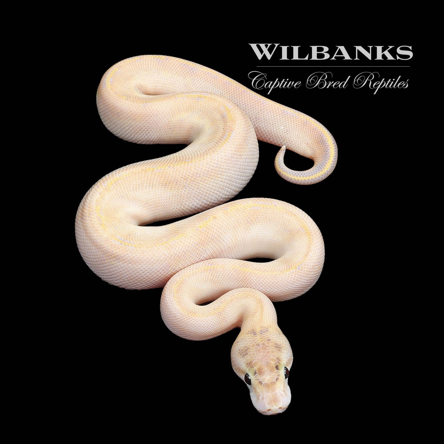 Ivory Ball Python by Wilbanks Captive Bred Reptiles - MorphMarket