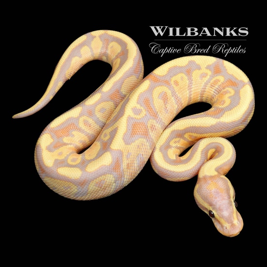 Banana Fire Ball Python by Wilbanks Captive Bred Reptiles