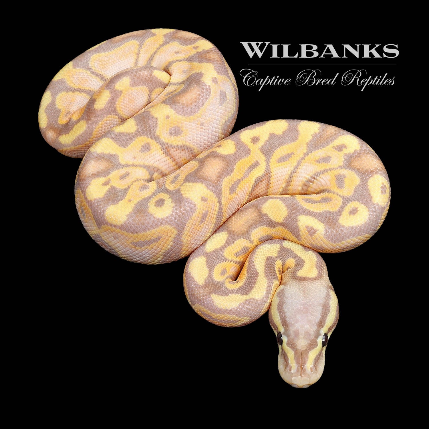 Banana Pastel Yellow Belly Ball Python by Wilbanks Captive Bred ...