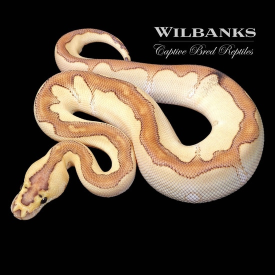 Butter Enchi Clown Ball Python by Wilbanks Captive Bred Reptiles