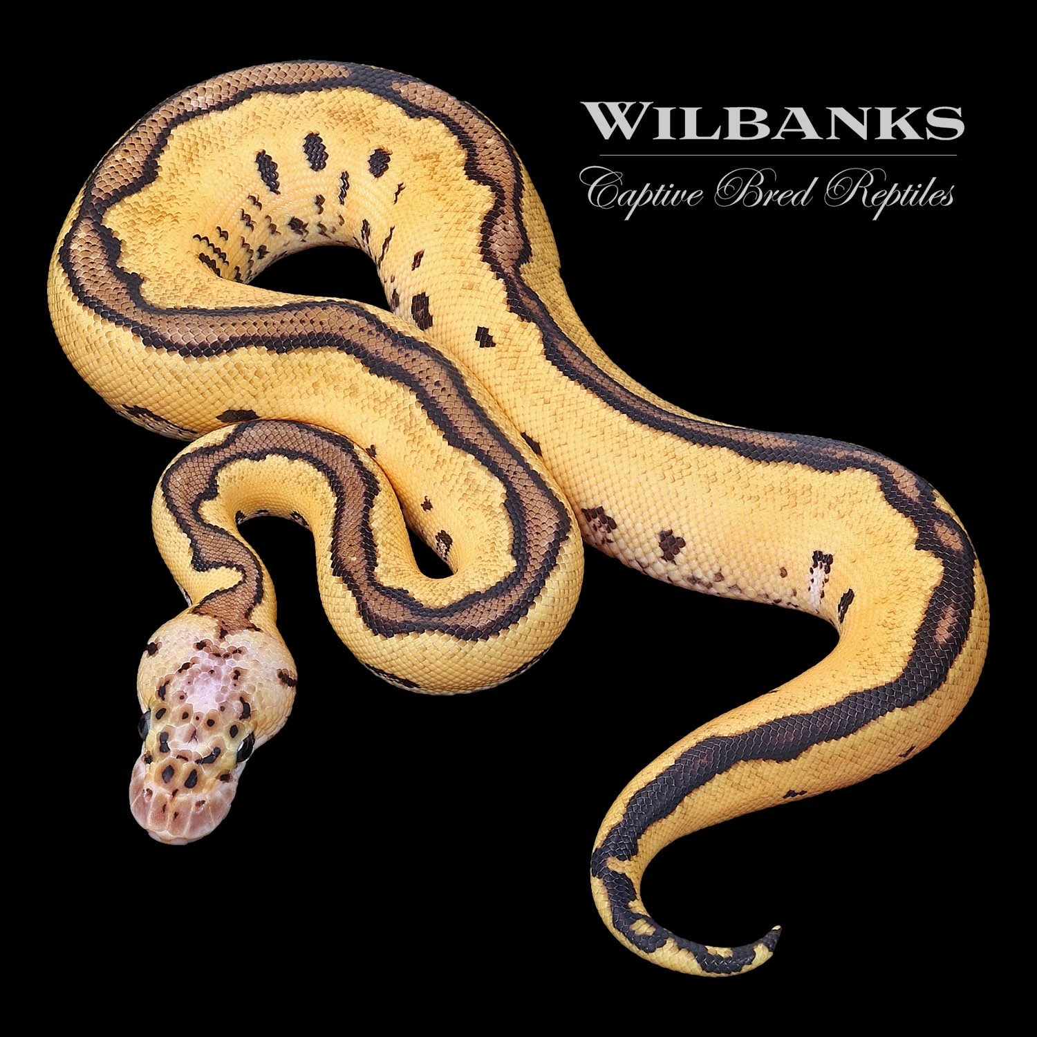 Pastel Blade Clown Ball Python by Wilbanks Captive Bred Reptiles ...