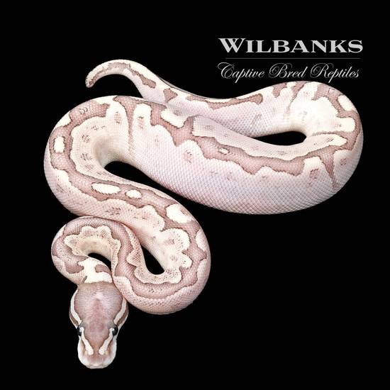 Bamboo Fire Ball Python by Wilbanks Captive Bred Reptiles