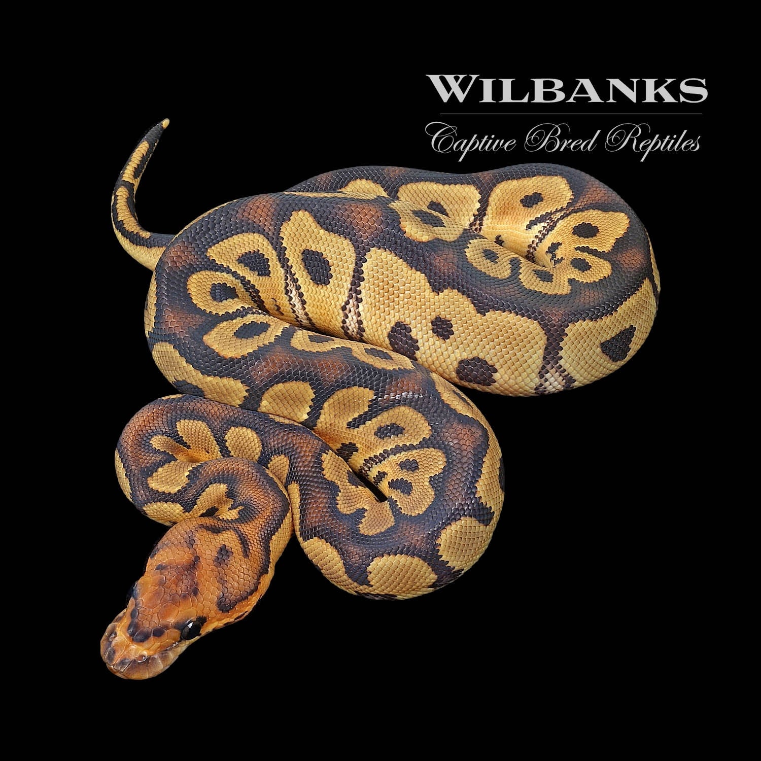 Clown Ball Python by Wilbanks Captive Bred Reptiles - MorphMarket