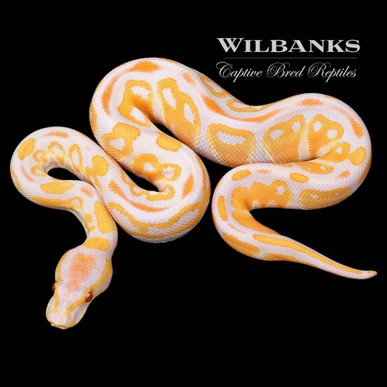 Lavender Albino Ball Python by Wilbanks Captive Bred Reptiles