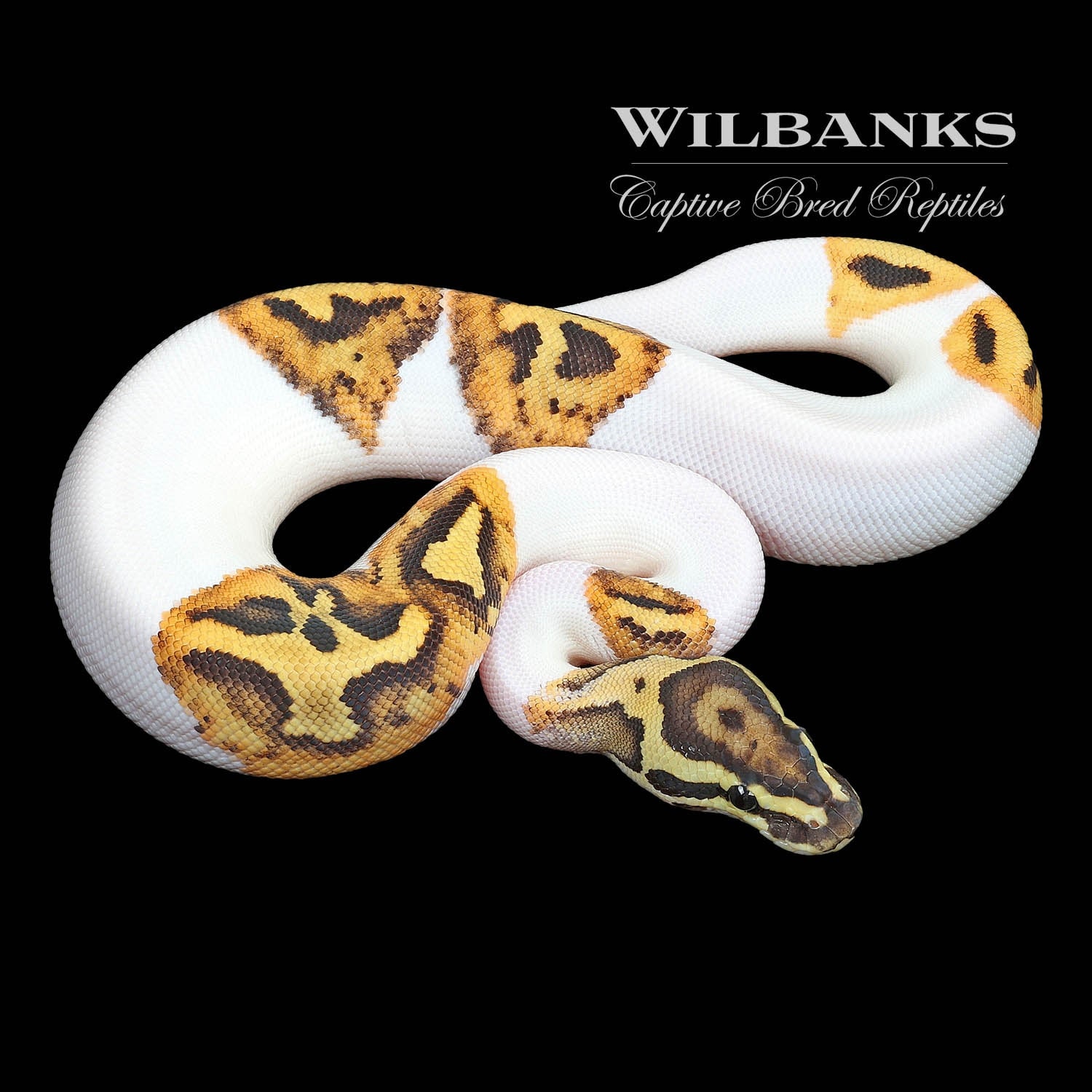 Fire Pied Ball Python by Wilbanks Captive Bred Reptiles - MorphMarket