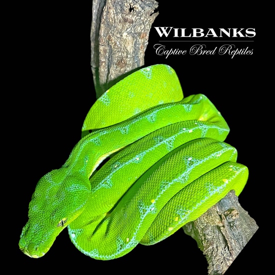 Lereh Green Tree Python by Wilbanks Captive Bred Reptiles