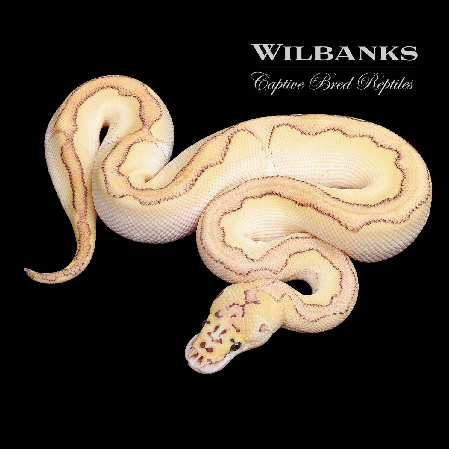 Pastel Butter Enchi Clown Ball Python by Wilbanks Captive Bred Reptiles ...