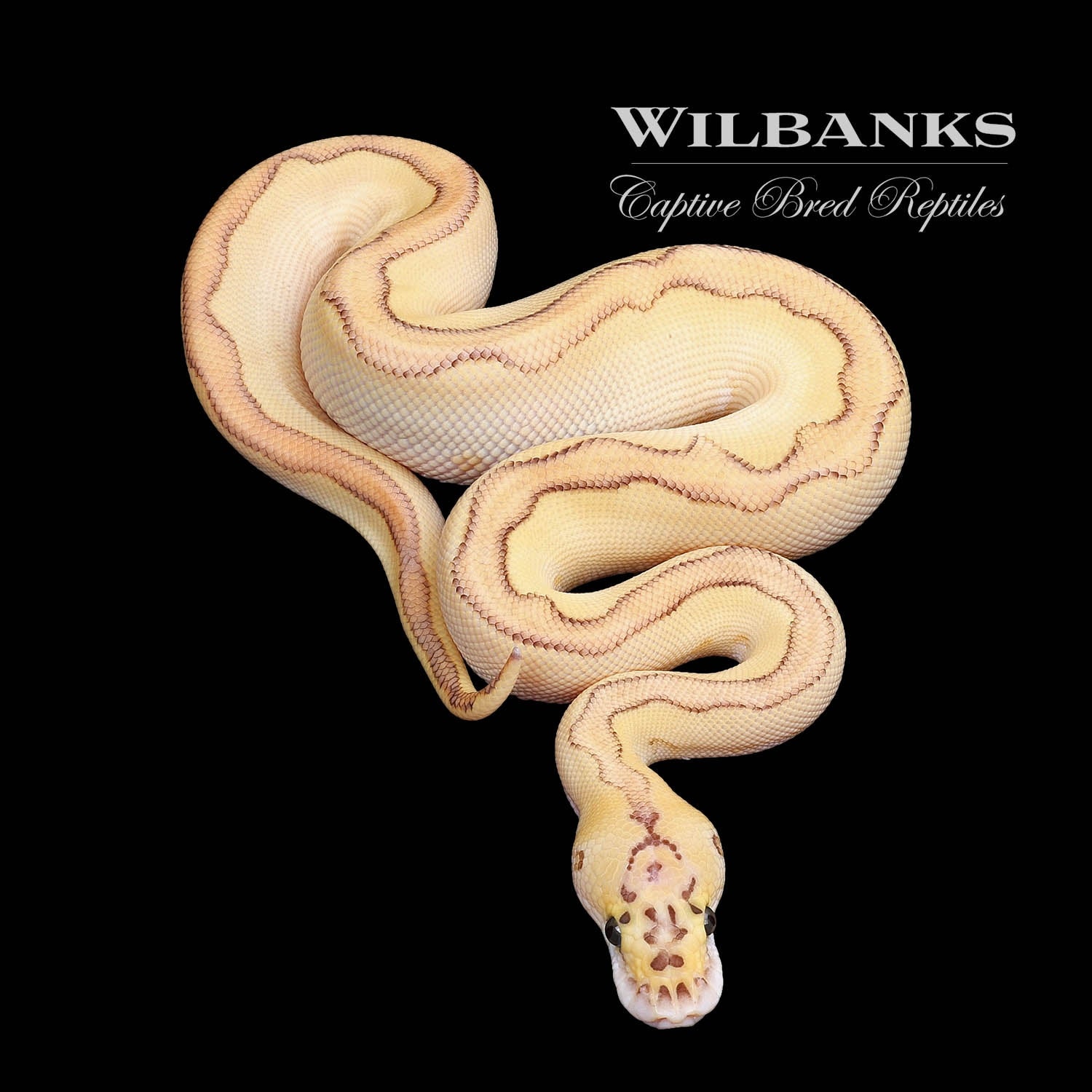 Pastel Butter Enchi Clown Ball Python by Wilbanks Captive Bred Reptiles ...